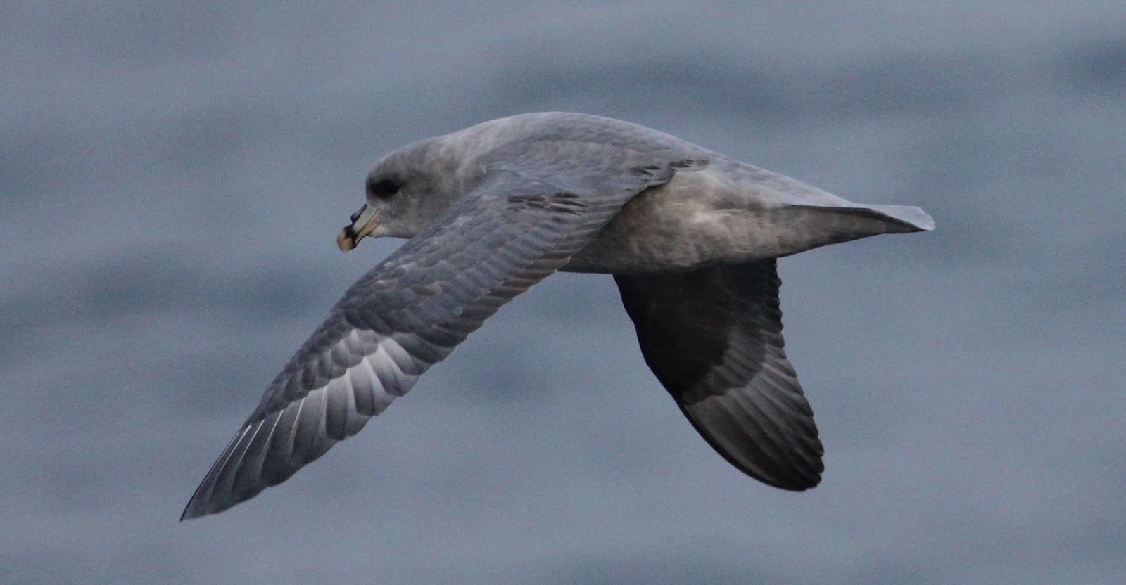 PELAGIC BIRDER: Baffin bay seabirds