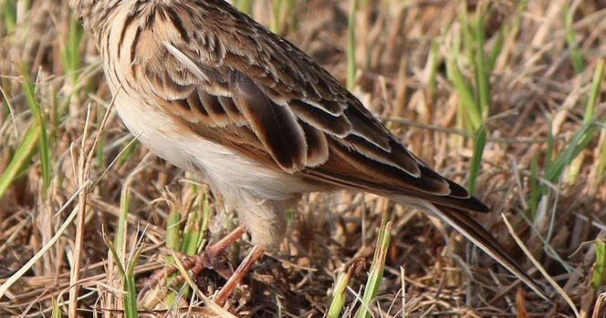 Variety of Life: Alauda