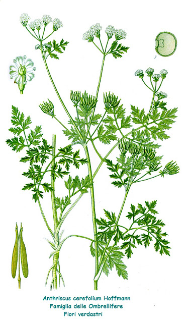 CURARSI CON IL CERFOGLIO - Blog di pociopocio