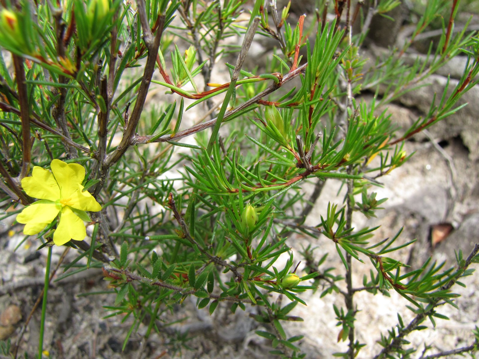 Sydney's Wildflowers and Native Plants: Hibbertia riparia - Erect ...