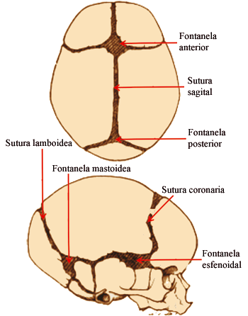 Los huesos de los recién nacidos. - ¿Sabias Que?