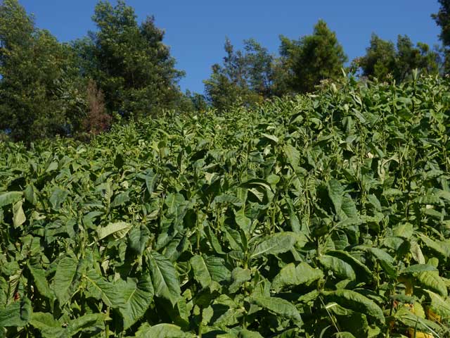 Pete and Kristina Roam: Selo and Beyond: Vestiges of Hinduism in the ...