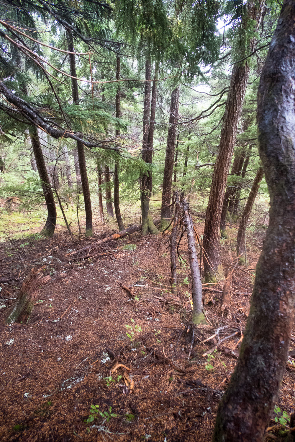 Climbing Mount Kitchener and the High Point on the Ridge - Explorington