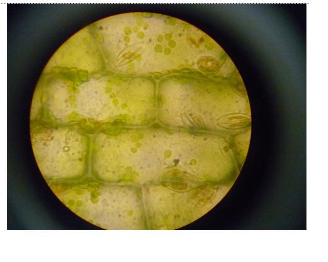 Celula Elodea 40x