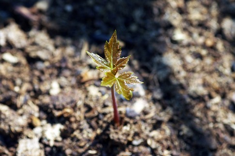3 Essential Tricks on How to Grow Trees in Your Backyard