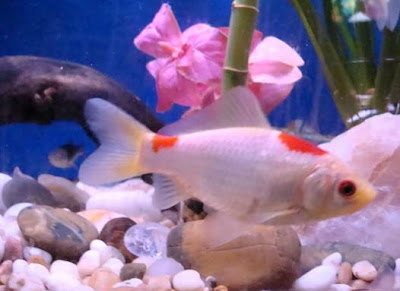 Marine Life: Tancho Single Tail Goldfish