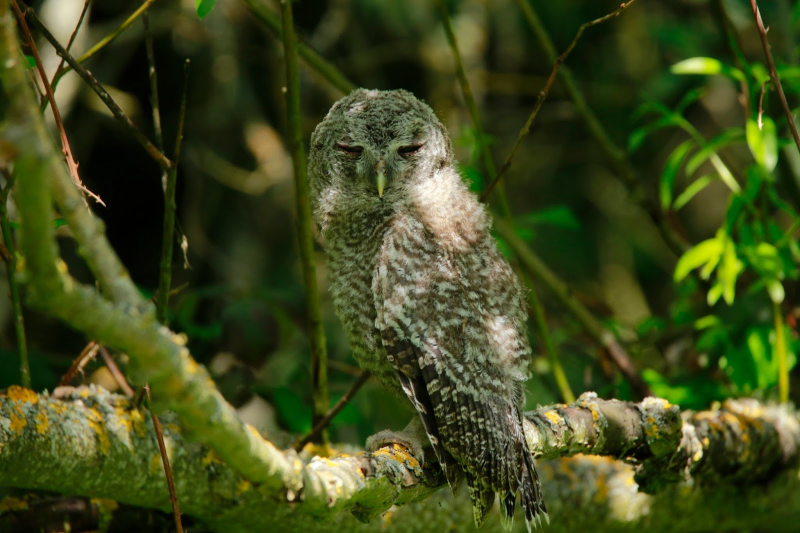 NATURAMETEO, majulada: Cárabo común ( strix aluco )