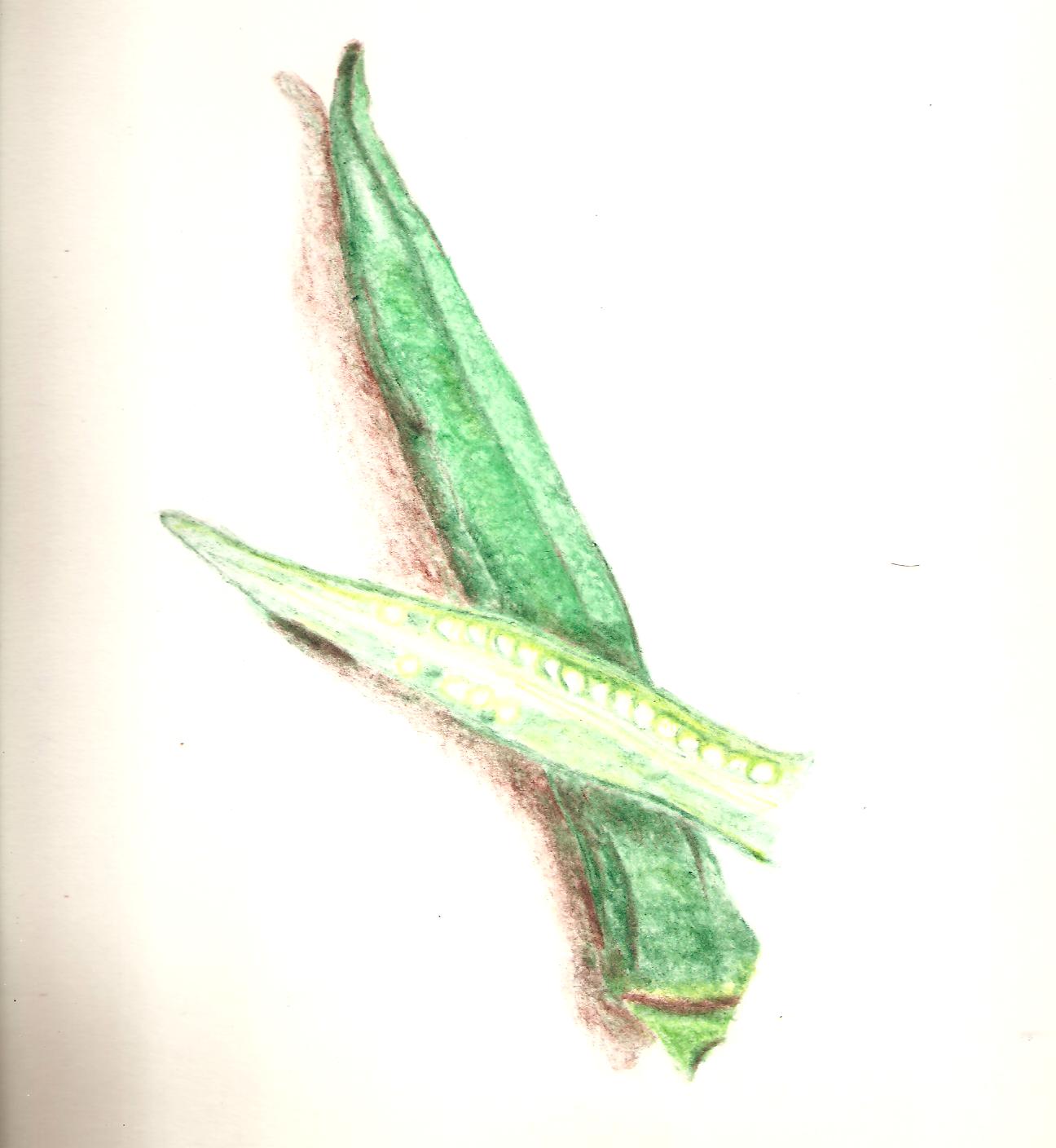 MY ART BLOG: Lady_Fingure