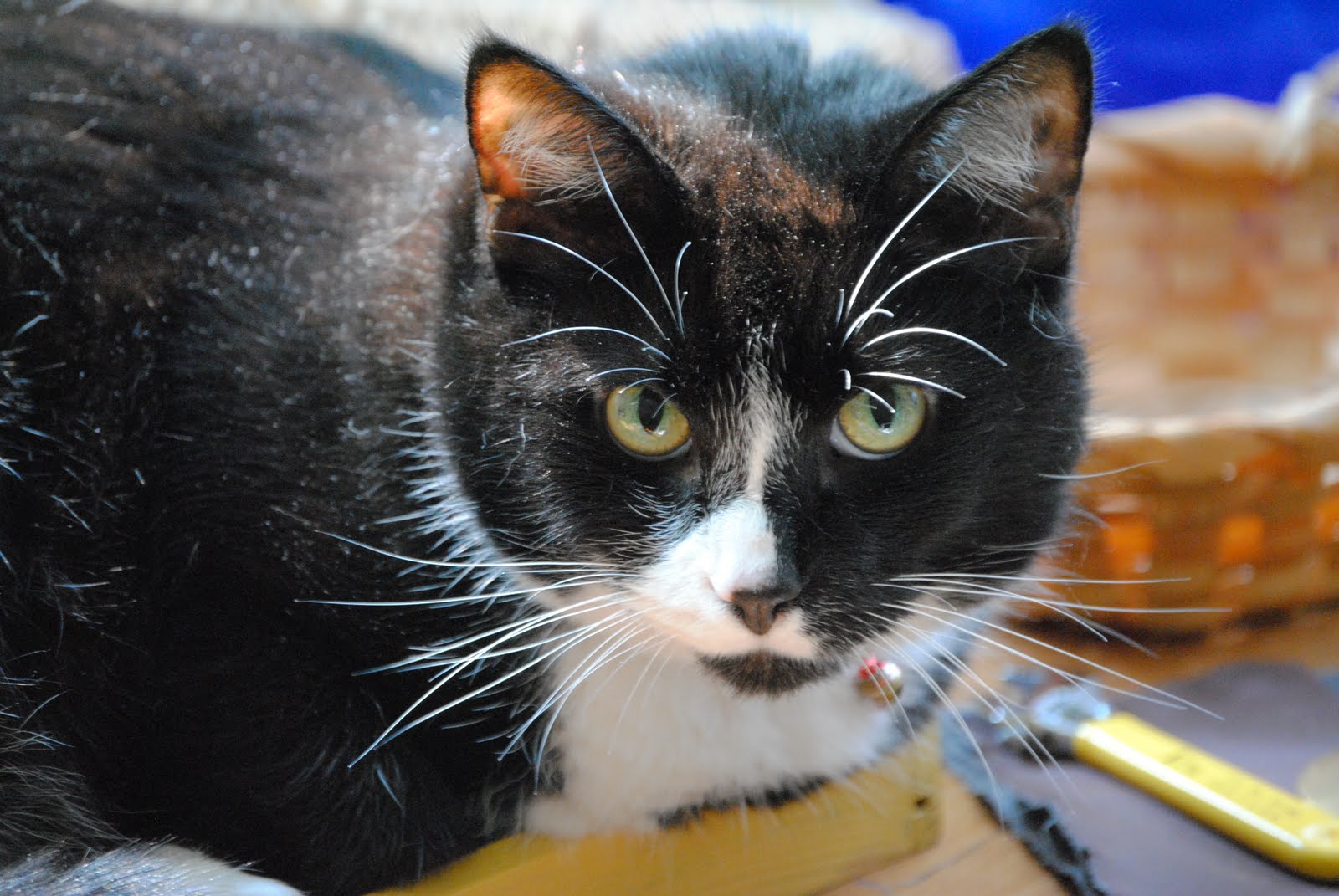 Awe Geez: Big Fat Cats