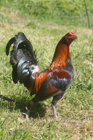 Breed Savers: Standard Old English Game Fowl