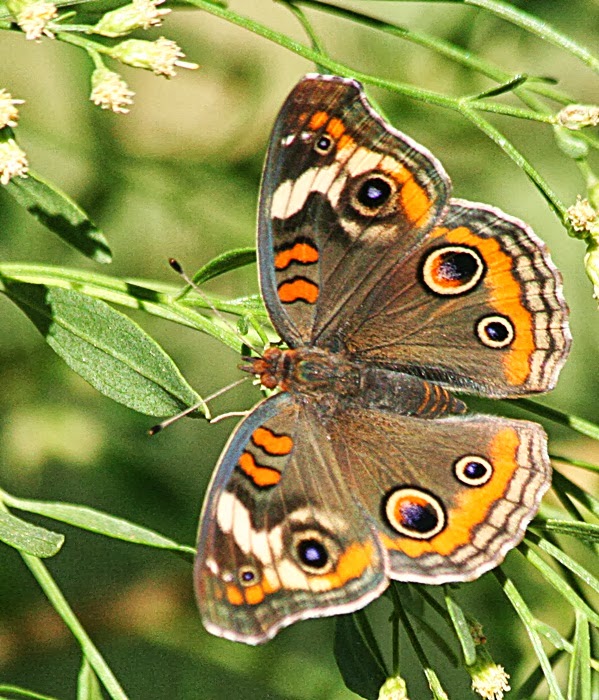 Backyard Nature Wednesday: Common Buckeye butterfly