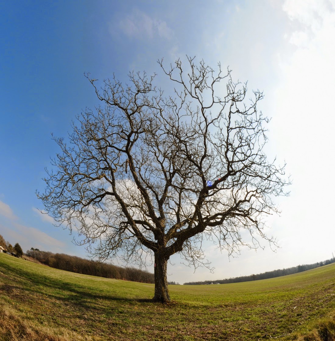 Renseignez-vous: La Classification Des Arbres