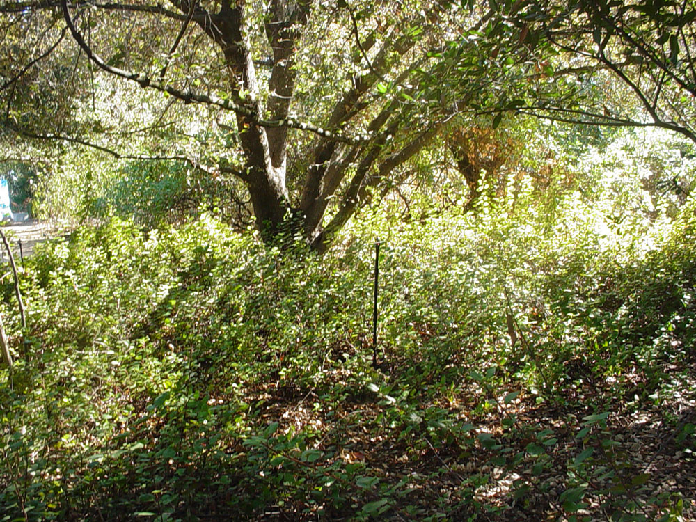 Mother Nature's Backyard - A Water-wise Garden: Plant of the Month ...