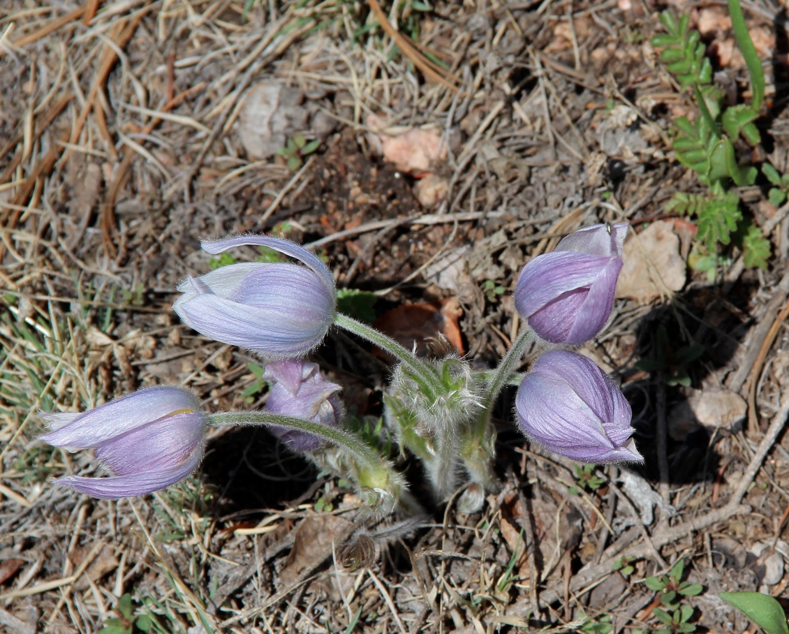 In the Company of Plants and Rocks: Good Morning, Good Morning!
