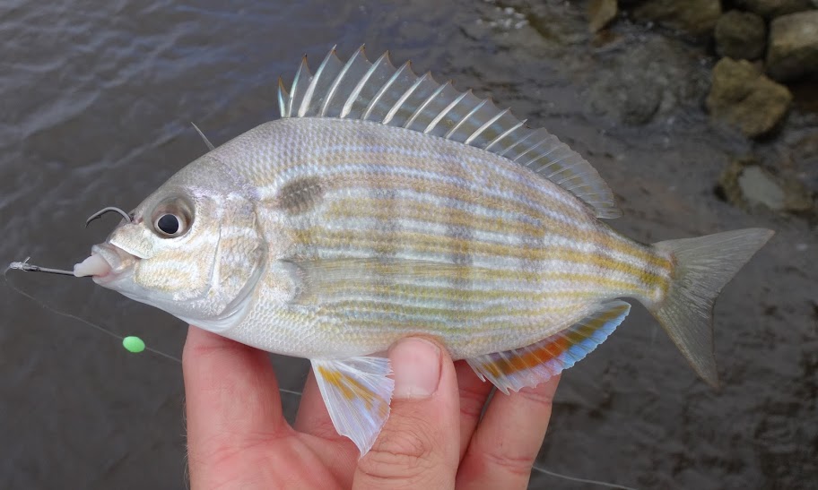 North carolina freshwater fish - tyredaround