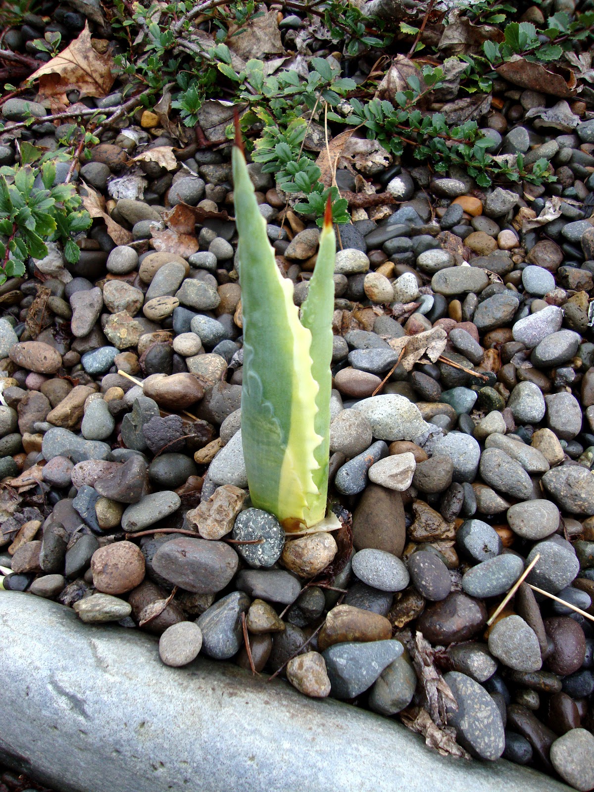 danger garden: The Agave report, February edition: Slugs on Agaves!