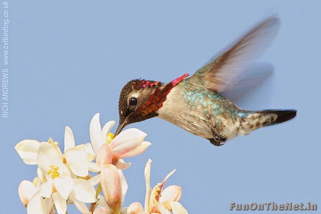 Pashudhan and Animal Science : Bee Hummingbird – world’s smallest bird