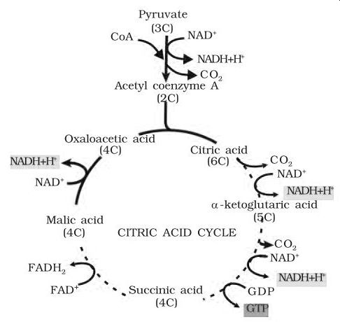CLASS 11th CHAPTER -14 Respiration in Plants |Biology | NCERT SOLUTION ...