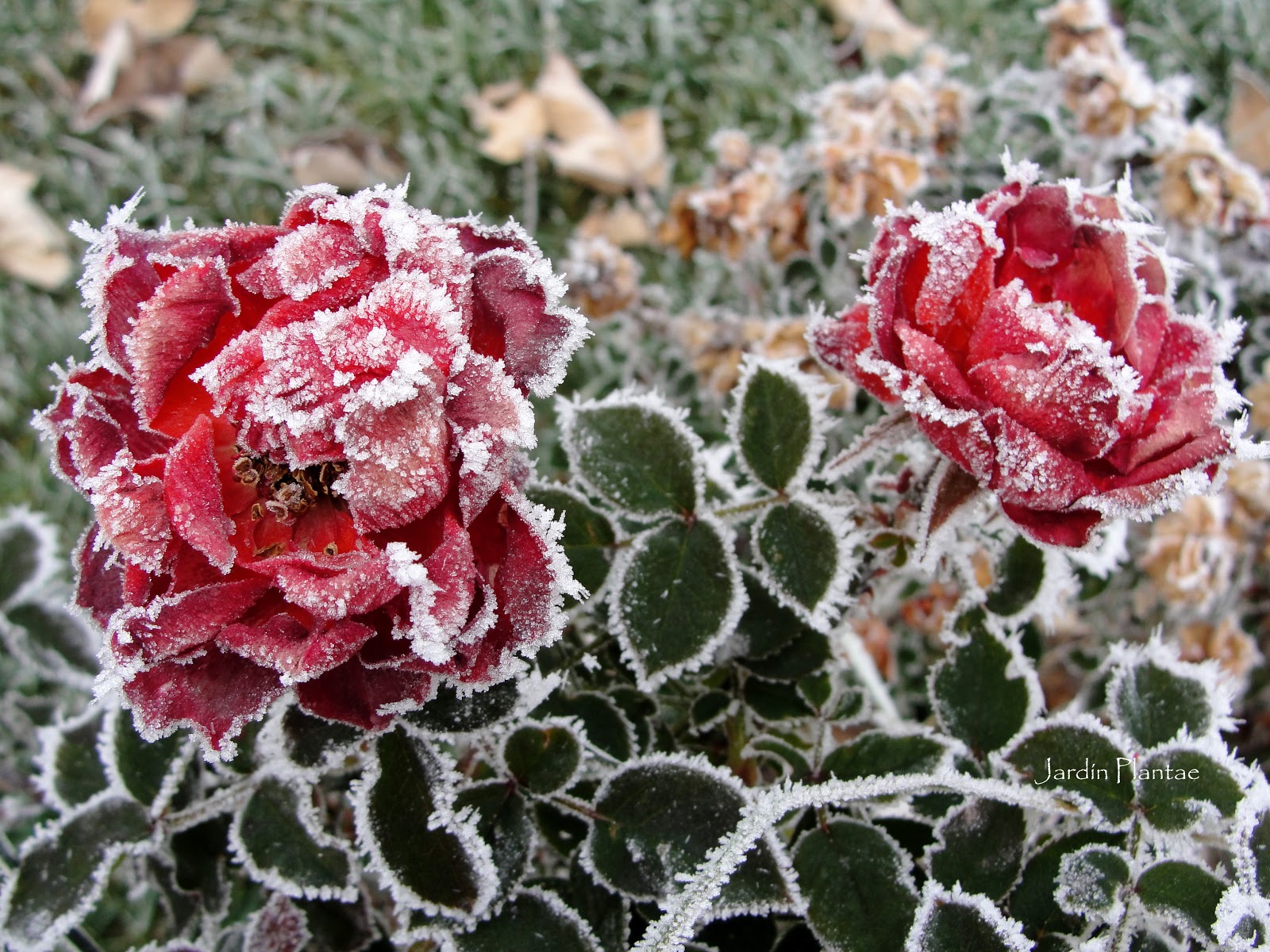 Jardinería Plantae: Rosas escarchadas
