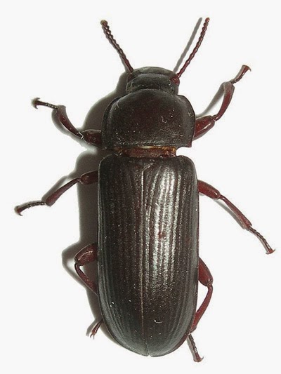 Insetti da Mangiare: La tarma della farina