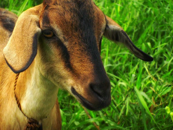 Goat Production System: Purchasing Your Stocks