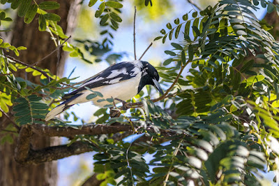 National Park Odyssey: Lake Cania and Shamrock Mine, Cania Gorge ...