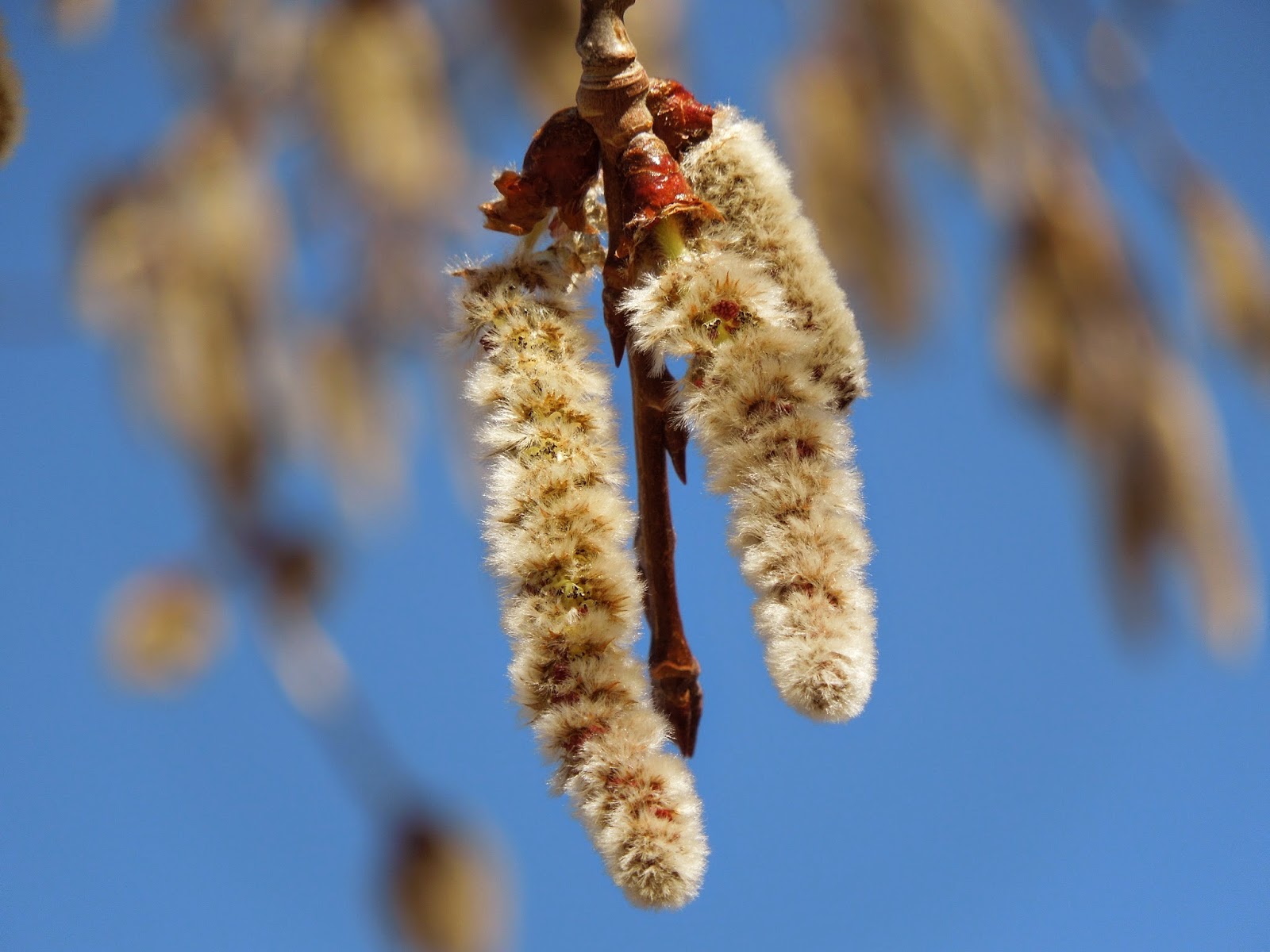 ALAMO TEMBLON - BOTÀNIC SERRAT