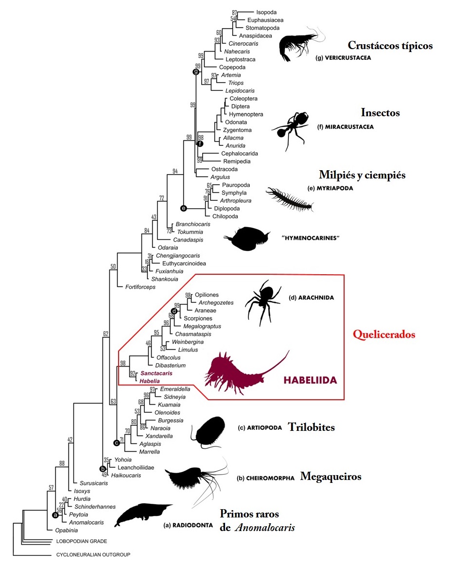 Palaeos, la historia de la Vida en la Tierra: enero 2018