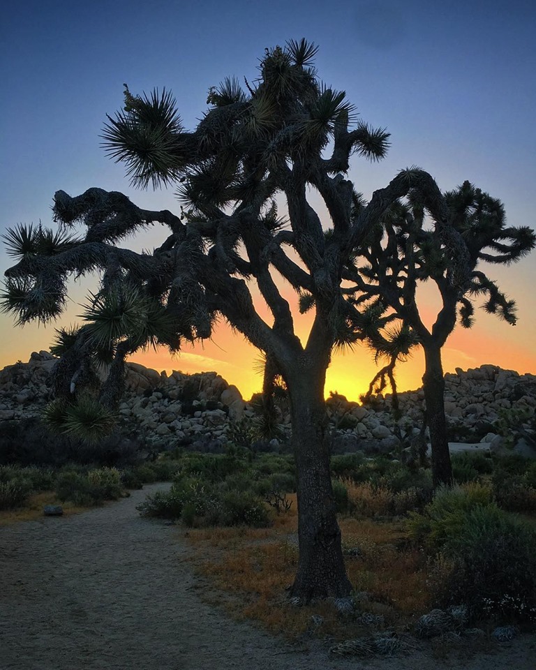 Carlee McDot: A Weekend in Joshua Tree