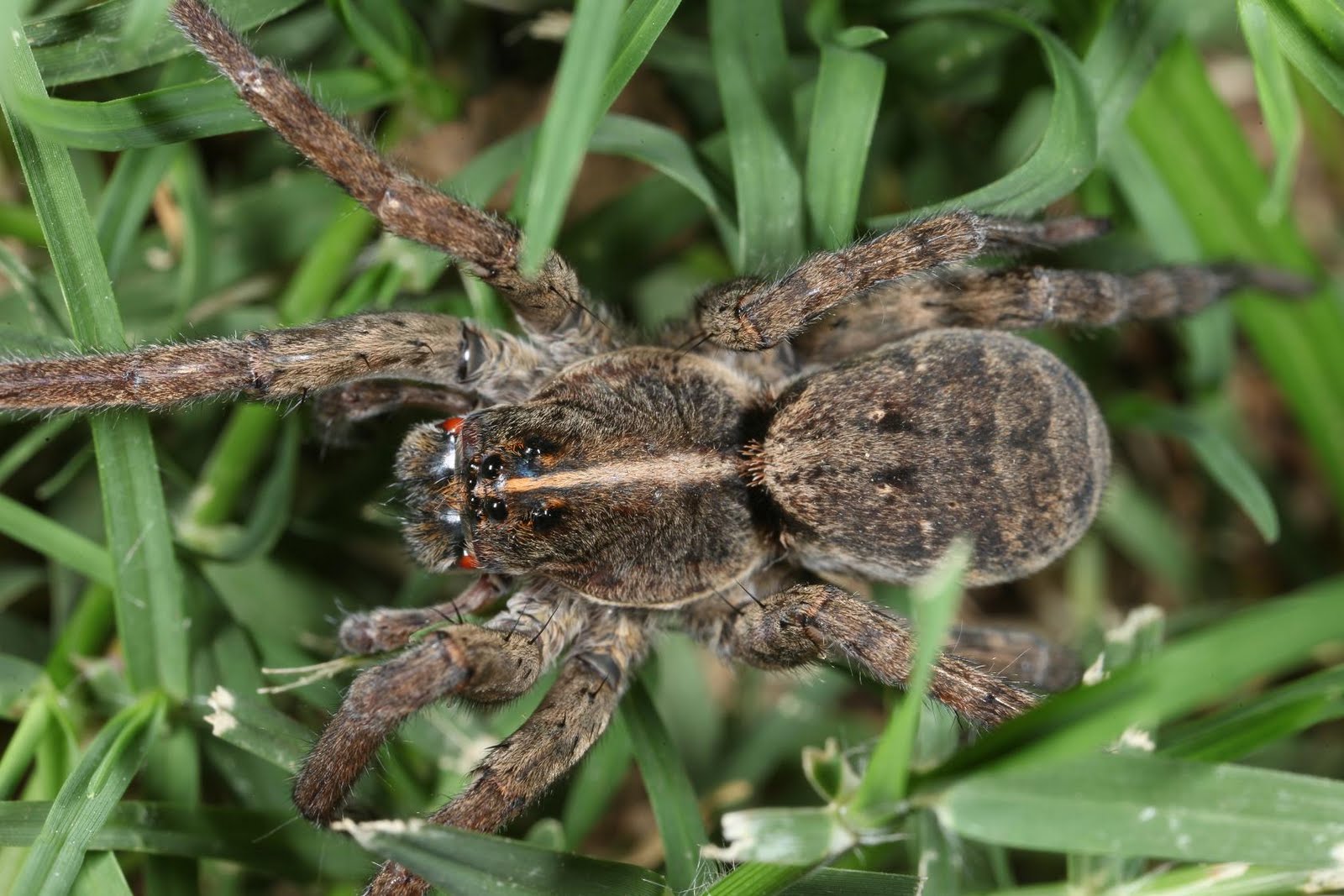 About The Spiders: Lycosa sp.