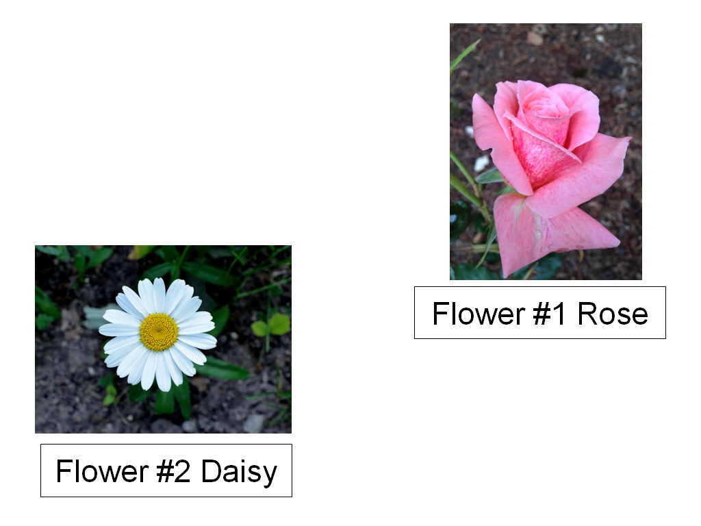 Wildflower Bouquets – Enjoy Simple Pleasures: Katrena's Indoor ...