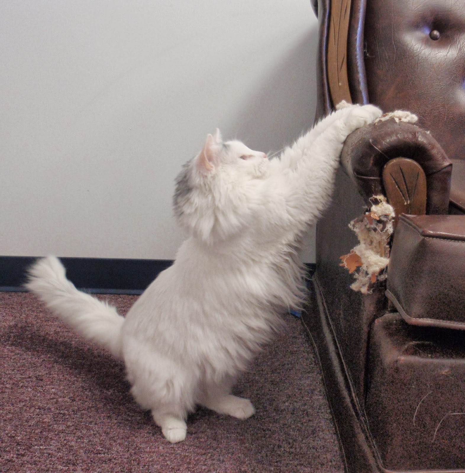 Ghidul Pisicii: Pisicile nu sint bibelouri, ele fac prostii!