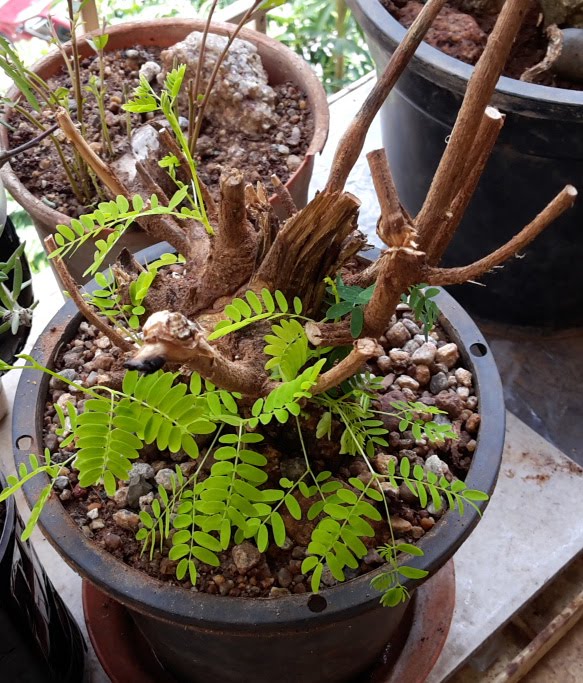Instant - Bonsai - For - Everyone: White Lead Tree No. 6