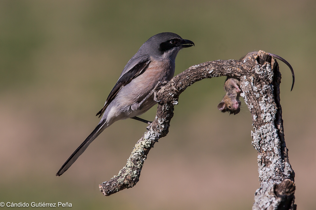 ALCAUDON REAL - Lanius Excubitor | Observatorio de la Naturaleza