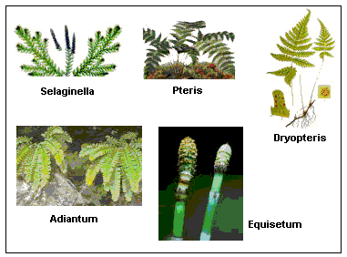 AP Biology for Dummies: Plant Divisions