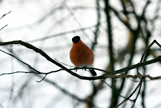 Aurum Signum: Punatulkku
