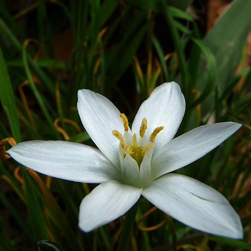 Star Of Bethlehem Flower