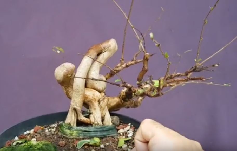 Pinoy Bonsai 101: How to Make a Major Line? - Pinoy Bonsai