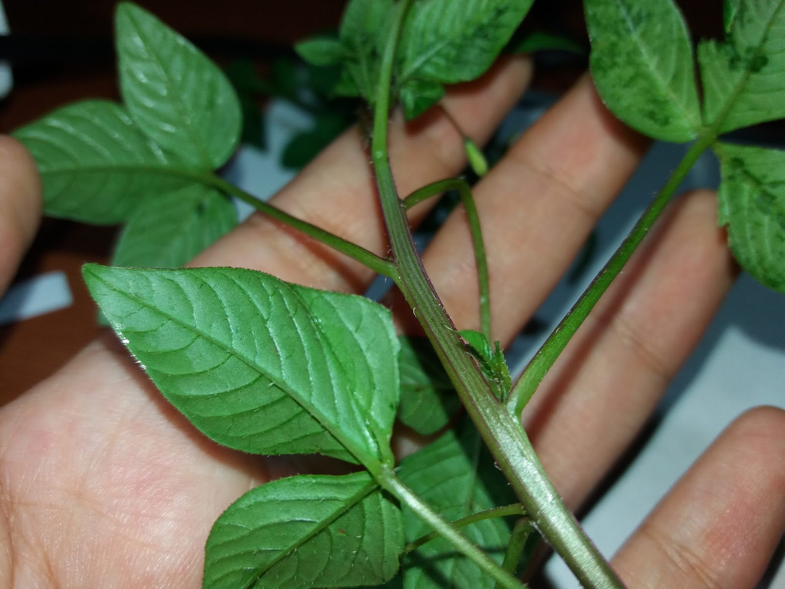 Fringed Spiderflower, Maman Ungu (Cleome rutidosperma) in Sumedang ...