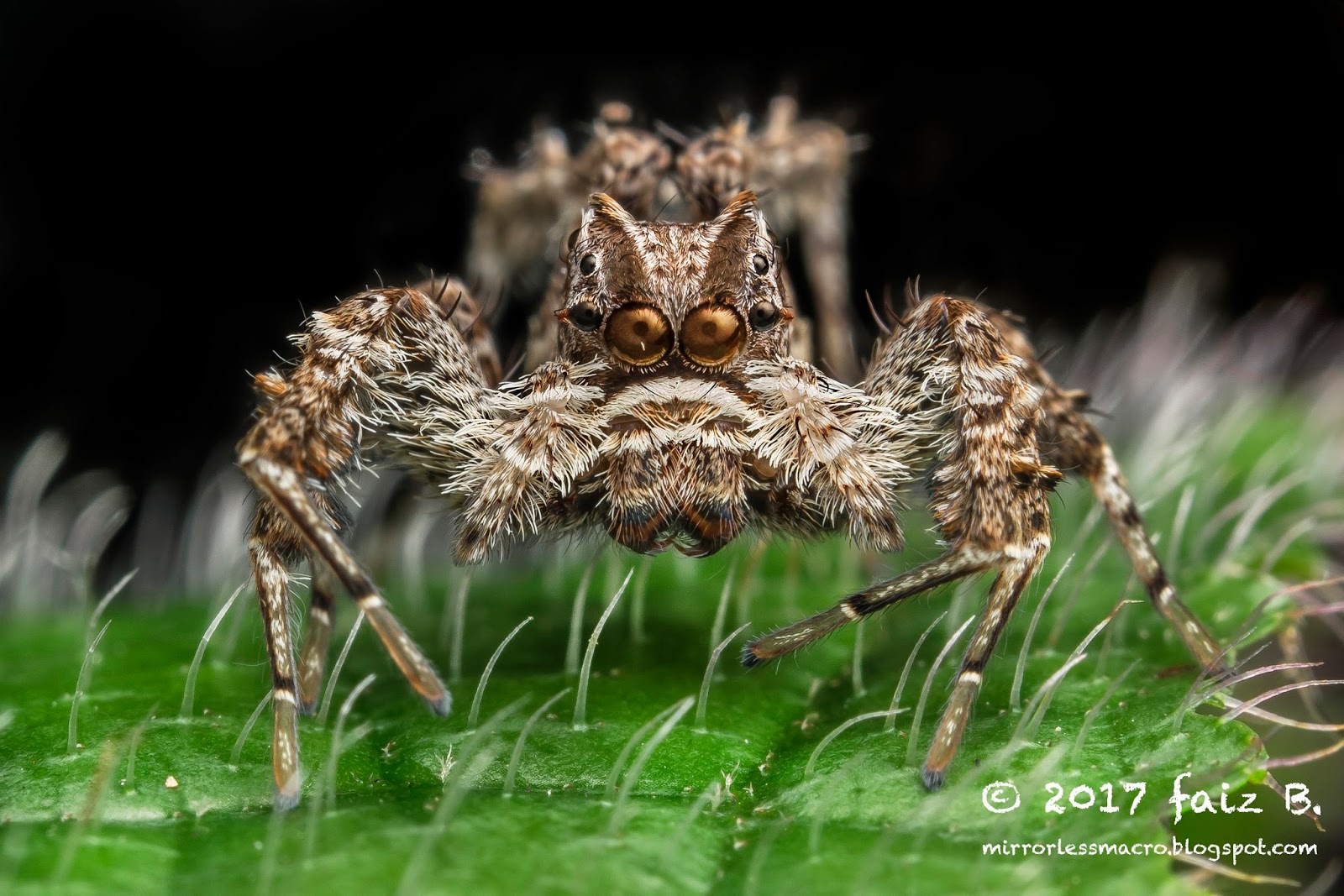 Mirrorless Macro Photography