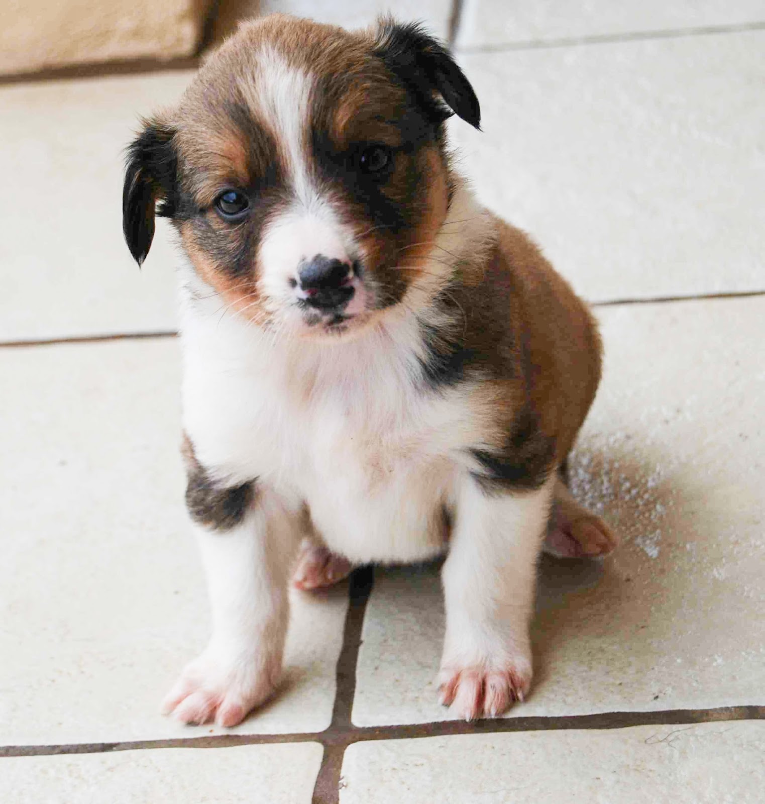 Adote, Não Compre!: ADOTADO! - Lindo filhote de Border Collie para ...