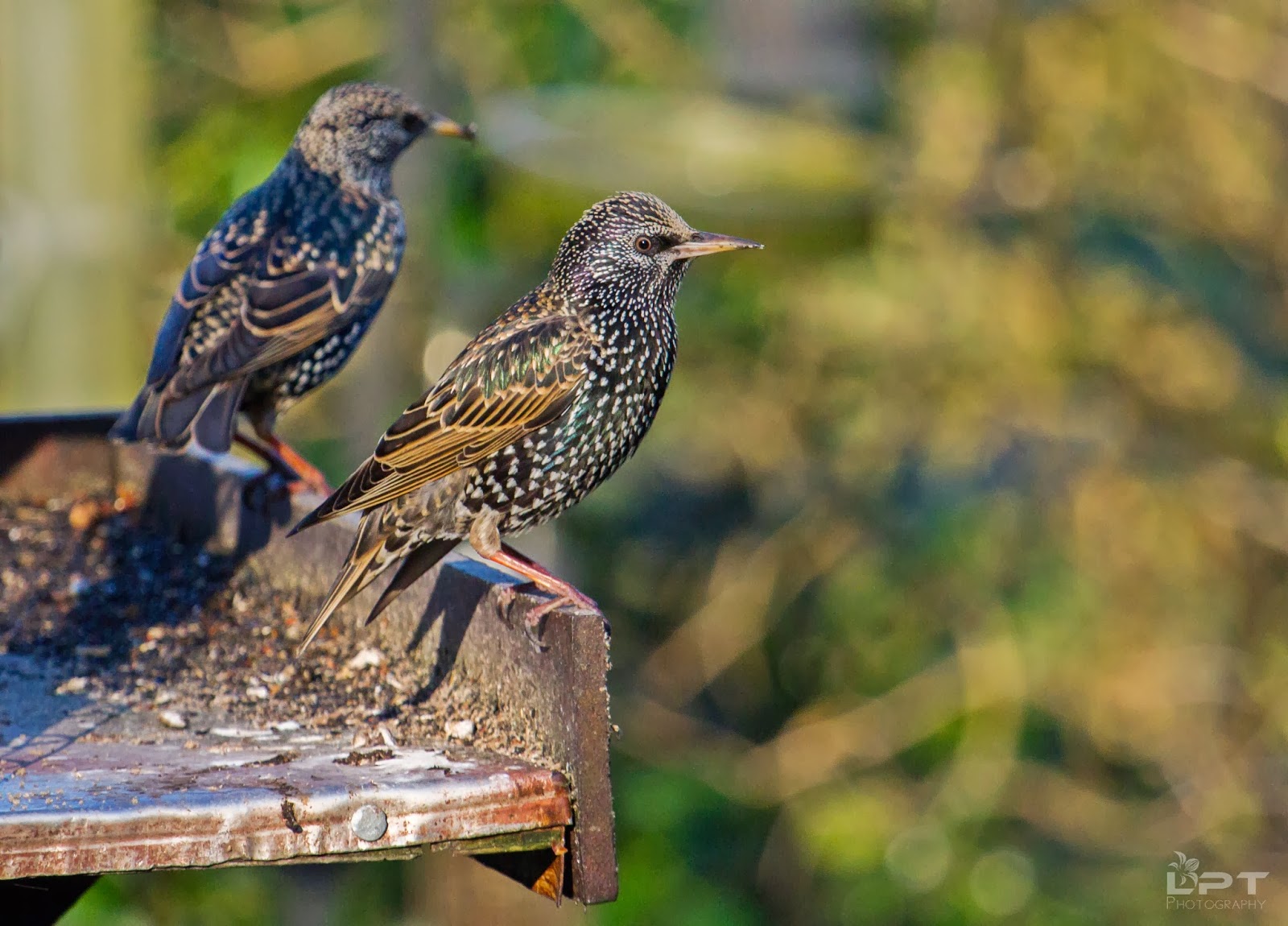 Newton-St-Loe Birding: Starling - Sturnus Vulgaris
