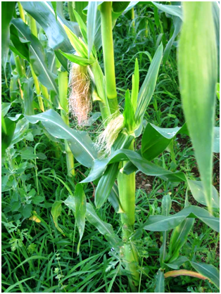 The American Haggard Housewife: First Seeds of the Season