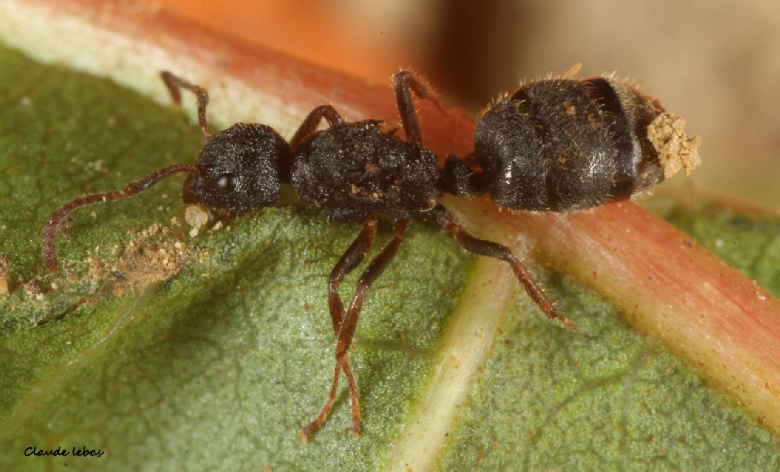 fourmis de Birmanie ou Myanmar: Dolichoderus affinis