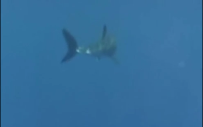 Sharks In Greece: A great white shark captured on video in Aegean Sea ...