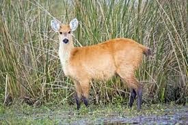 EL MAJESTUOSO RIO PARANA: FAUNA DEL DELTA DEL PARANA