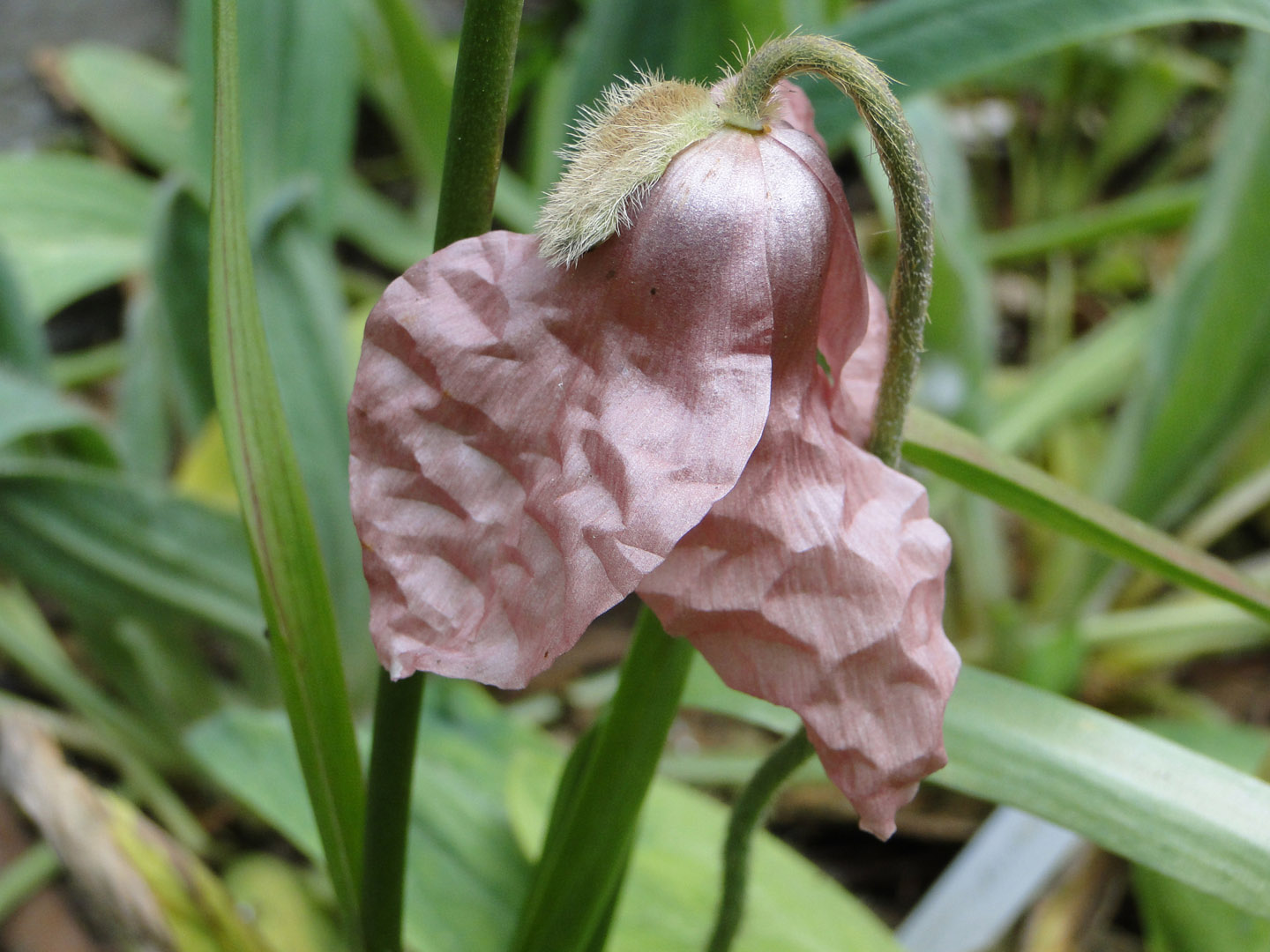 Meconopsis World - A Visual Reference: Red / Mauve Drooping Flowers