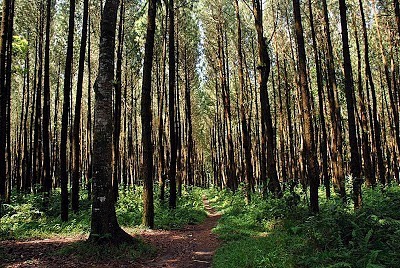 Kebun Pinus Spot Foto Murah Meriah - Wisata murah meriah yang wajib ...