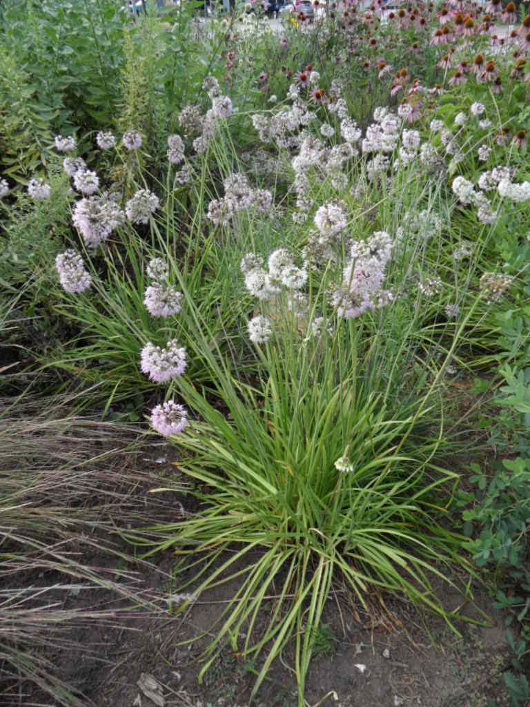 Midway Prairie Garden: Prairie Onion-Allium stellatum