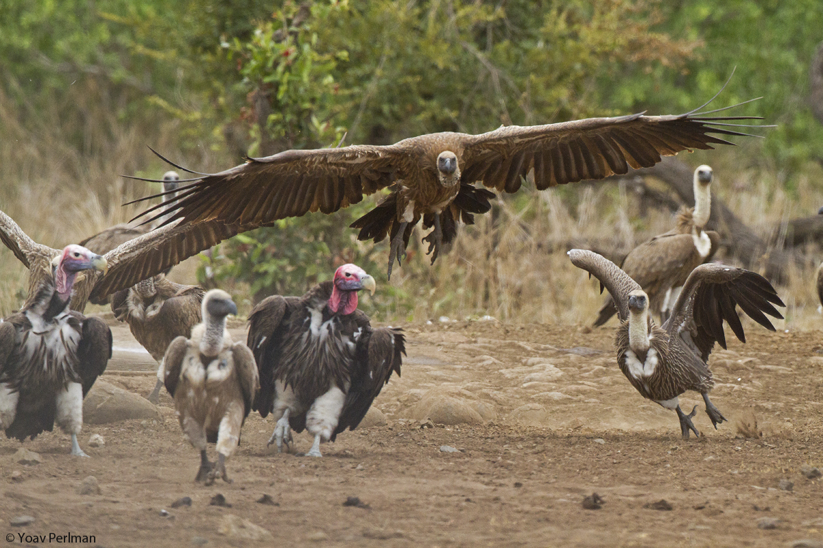 Cats and Vultures of Kruger Park | Focusing on Wildlife
